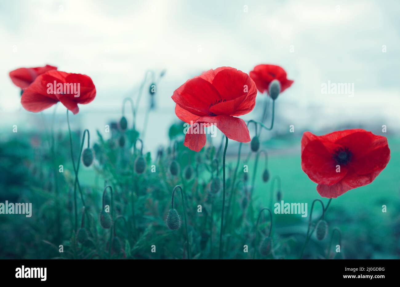Gray poppy hi-res stock photography and images - Alamy