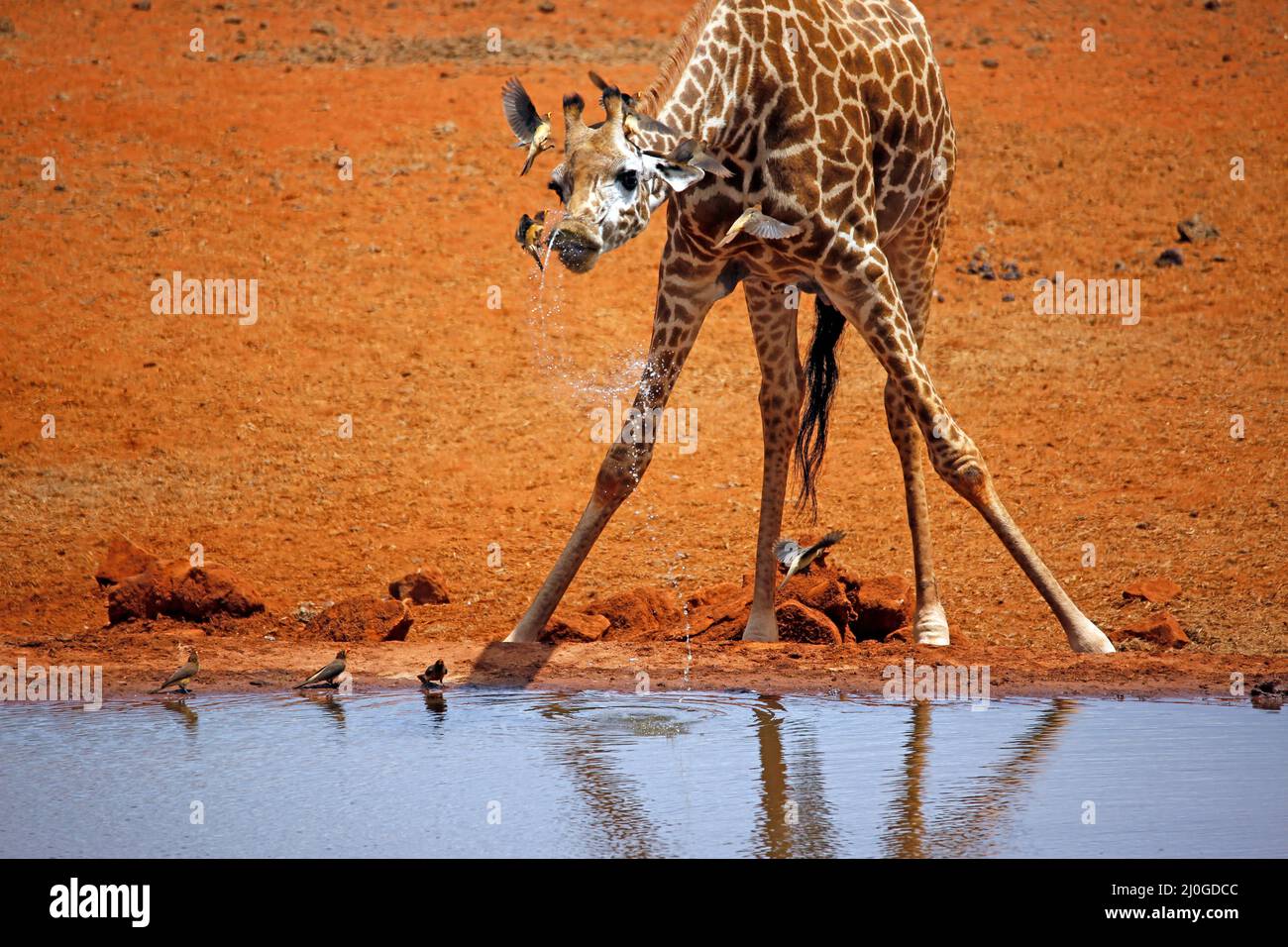 Masai Giraffe (Giraffa tippelskirchi) Drinking at a Waterhole. Ngutuni ...