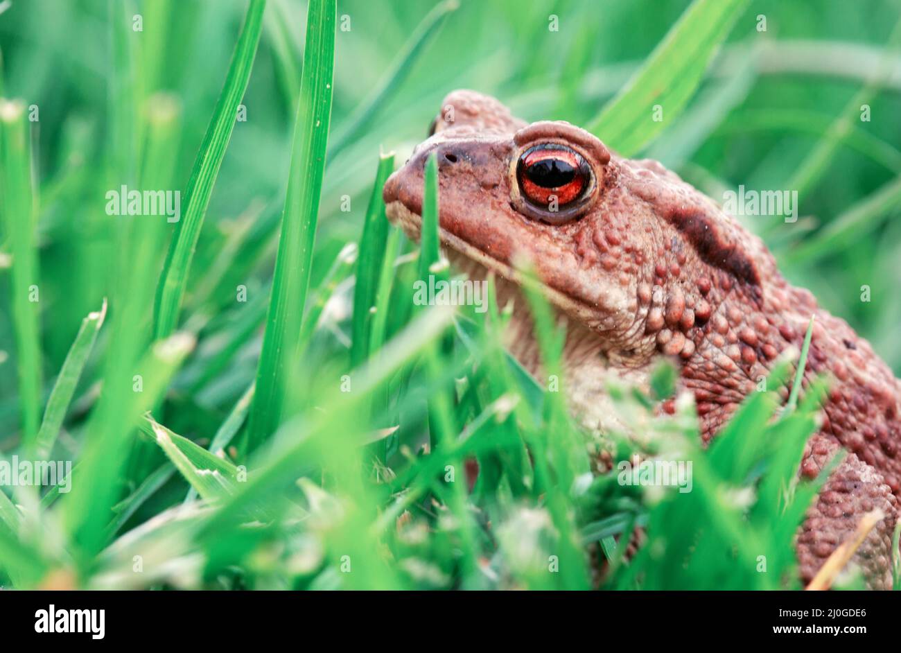 Frog in the grass hi-res stock photography and images - Alamy
