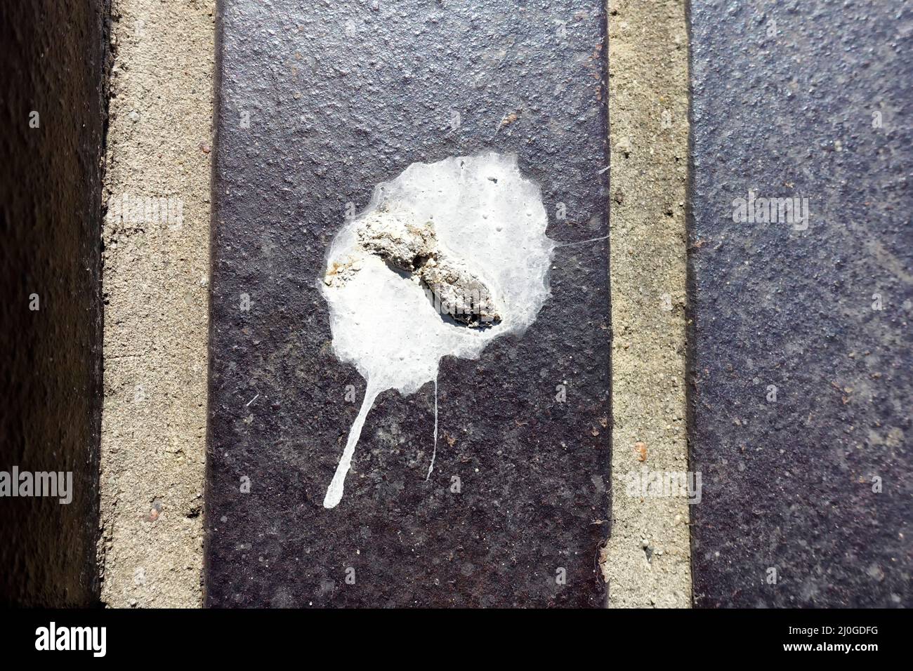 Bird dropping in Berlin Stock Photo - Alamy