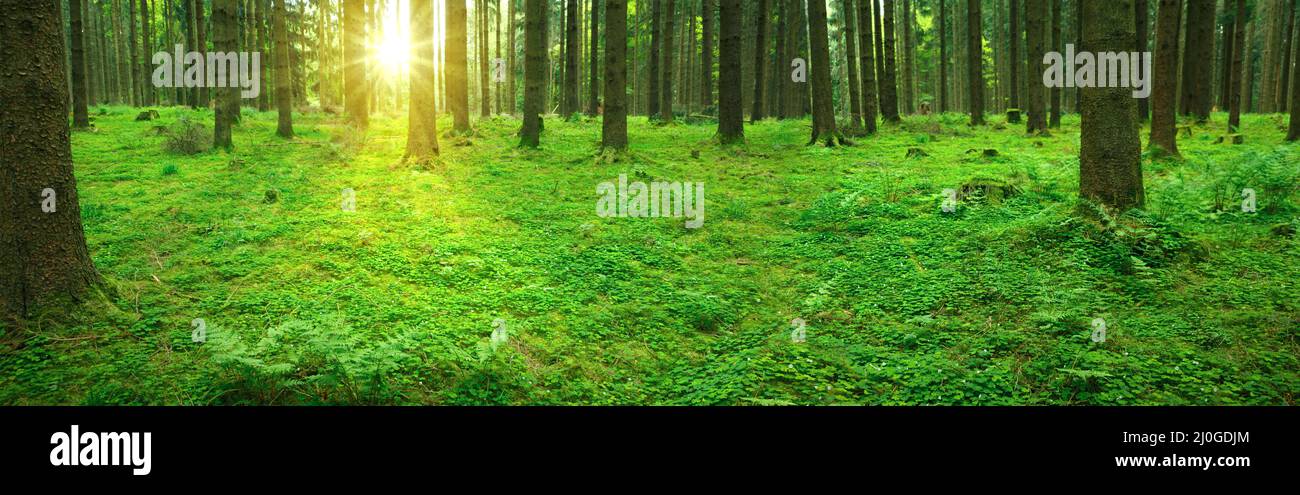 Sunlight in the germany forest. Nature background Stock Photo - Alamy
