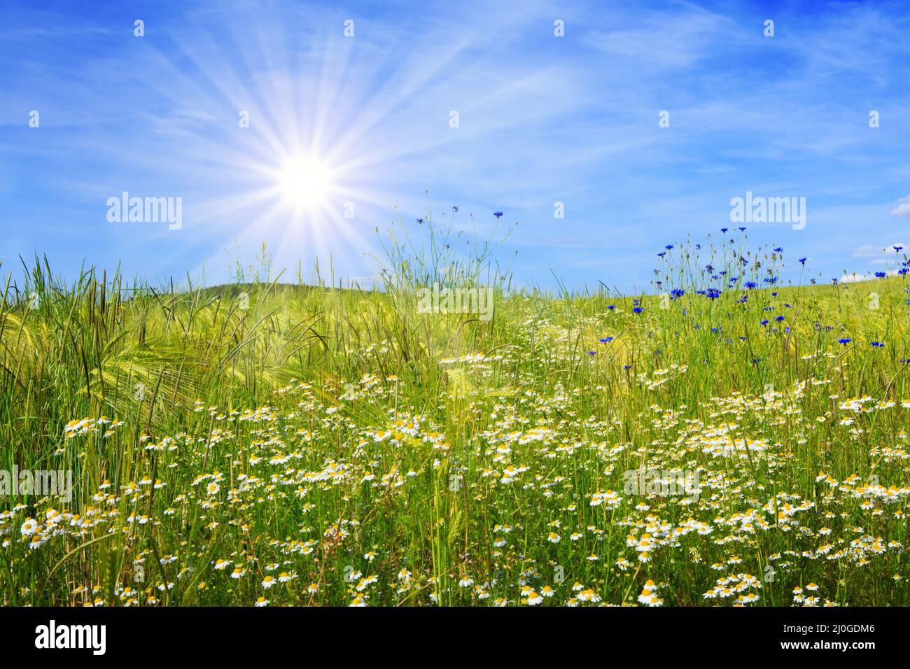 Summer field and blue sky with light clouds and sun Stock Photo - Alamy