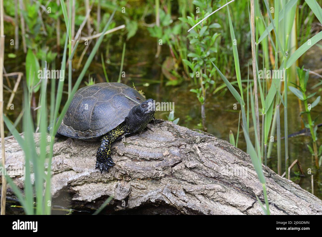 European pond turtle Stock Photo - Alamy