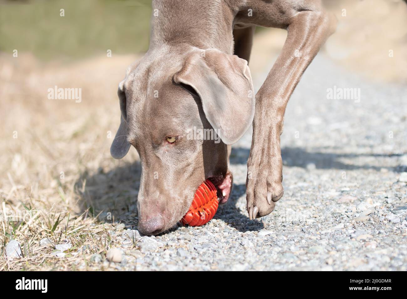 Dog fetching ball Stock Photo - Alamy