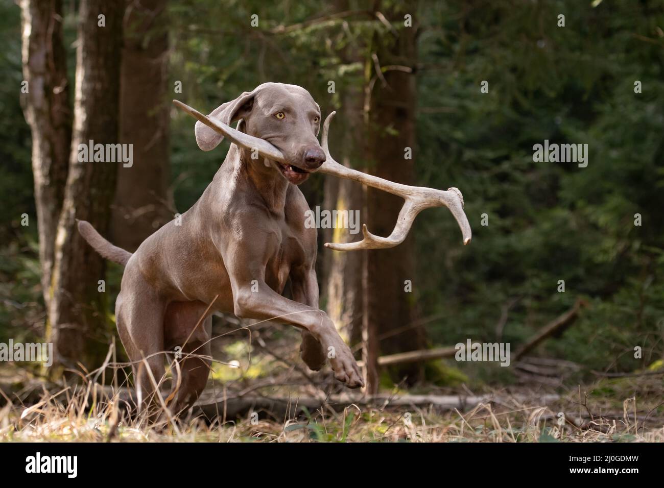 Too busy hunting hi-res stock photography and images - Alamy