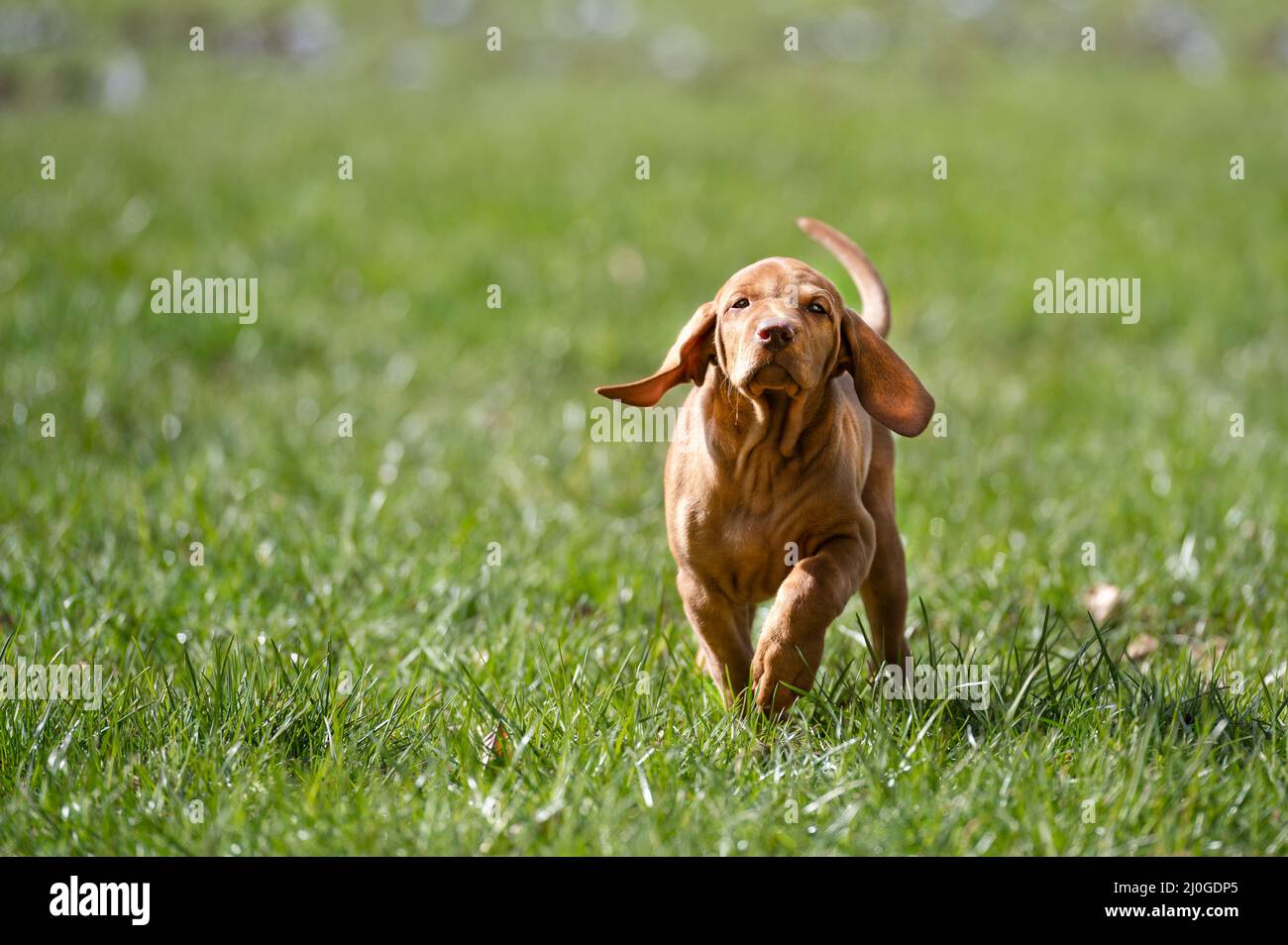 Pointing dog puppy hi-res stock photography and images - Alamy