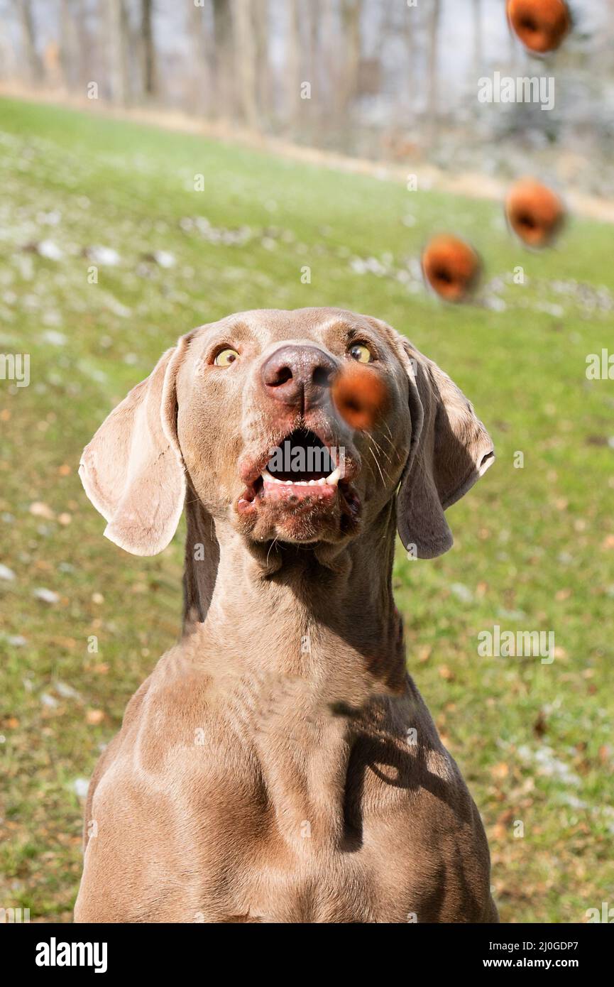 Food and dog hi-res stock photography and images - Alamy
