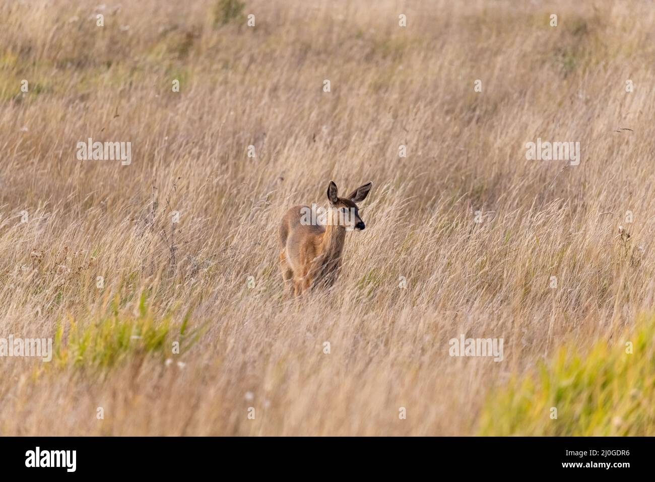 A single adult deer wandering around in tall grass Stock Photo - Alamy