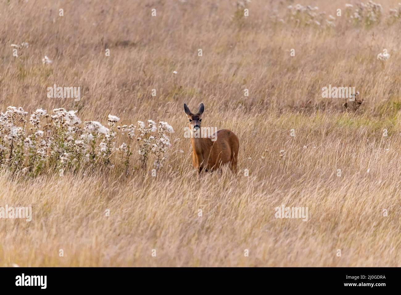 A single adult deer wandering around in tall grass Stock Photo - Alamy