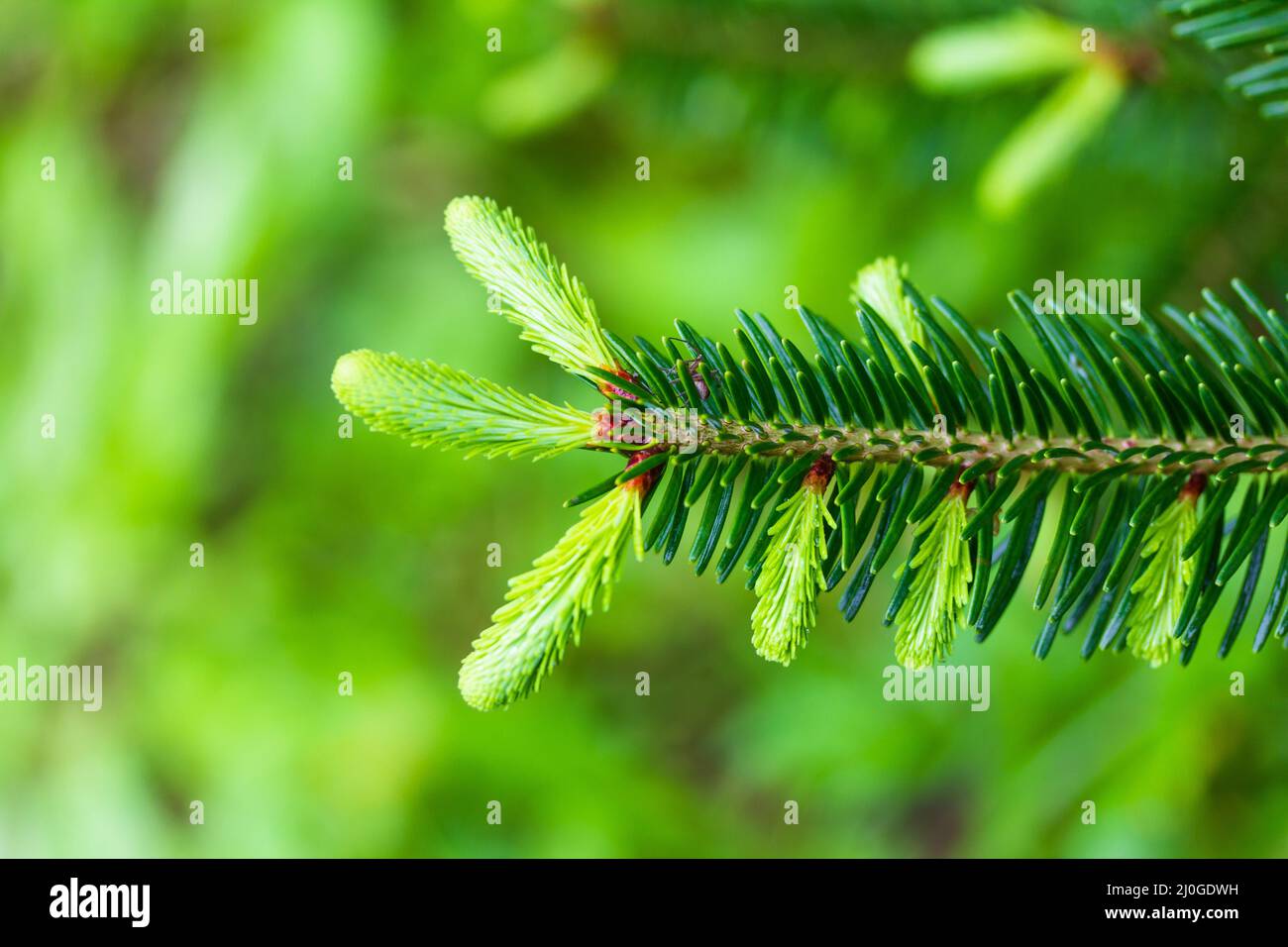 Young green shoots on a spruce branch top view Stock Photo - Alamy