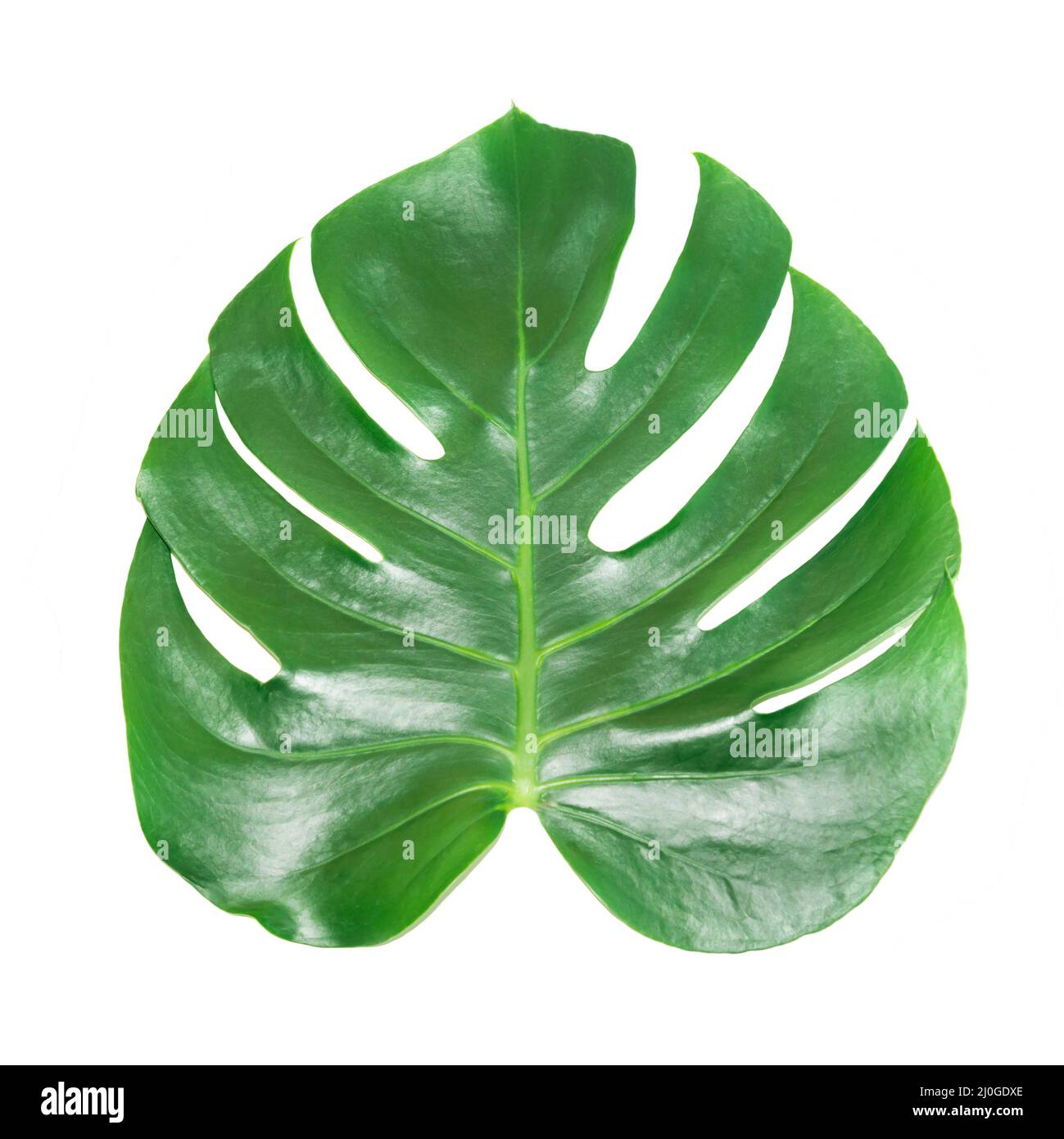 Closeup leaves monstera plant Cut Out Stock Images & Pictures - Alamy