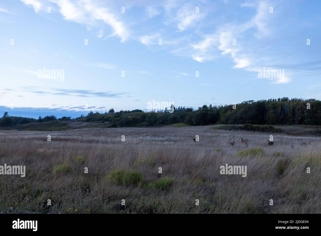 large field of tall dry grass below a clear blue sky Stock Photo - Alamy
