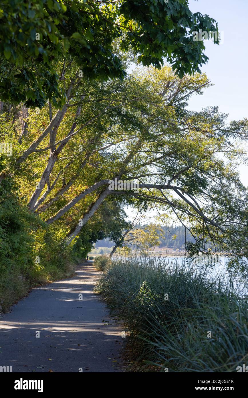 trees arching over a walk way running along the shoreline Stock Photo ...