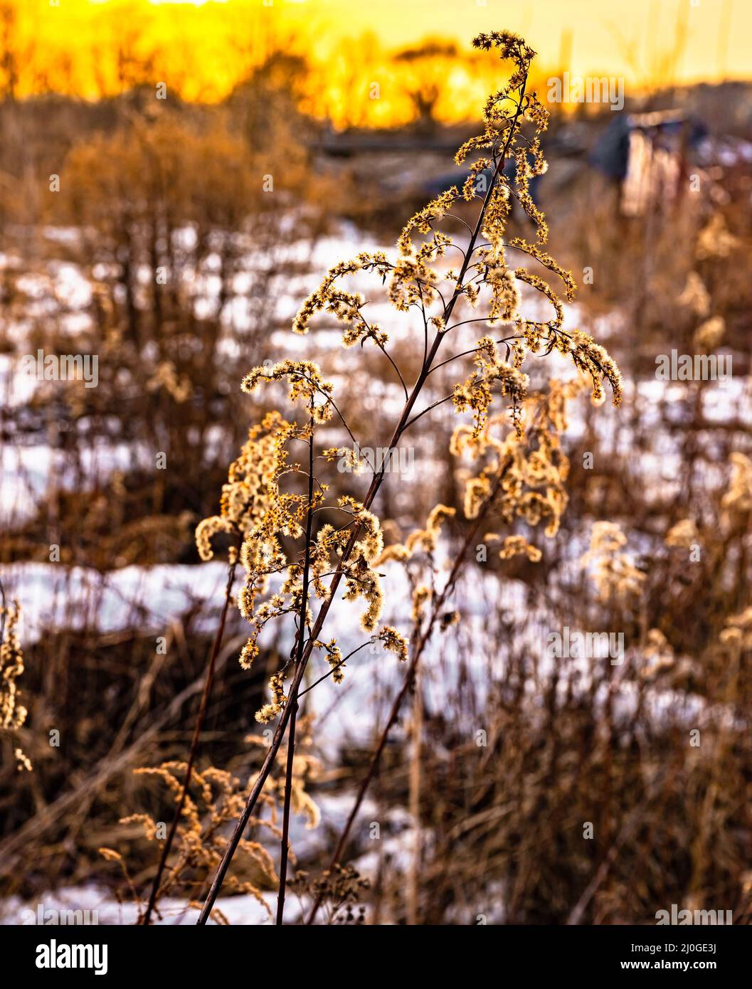 Dry plant at sunset Stock Photo - Alamy