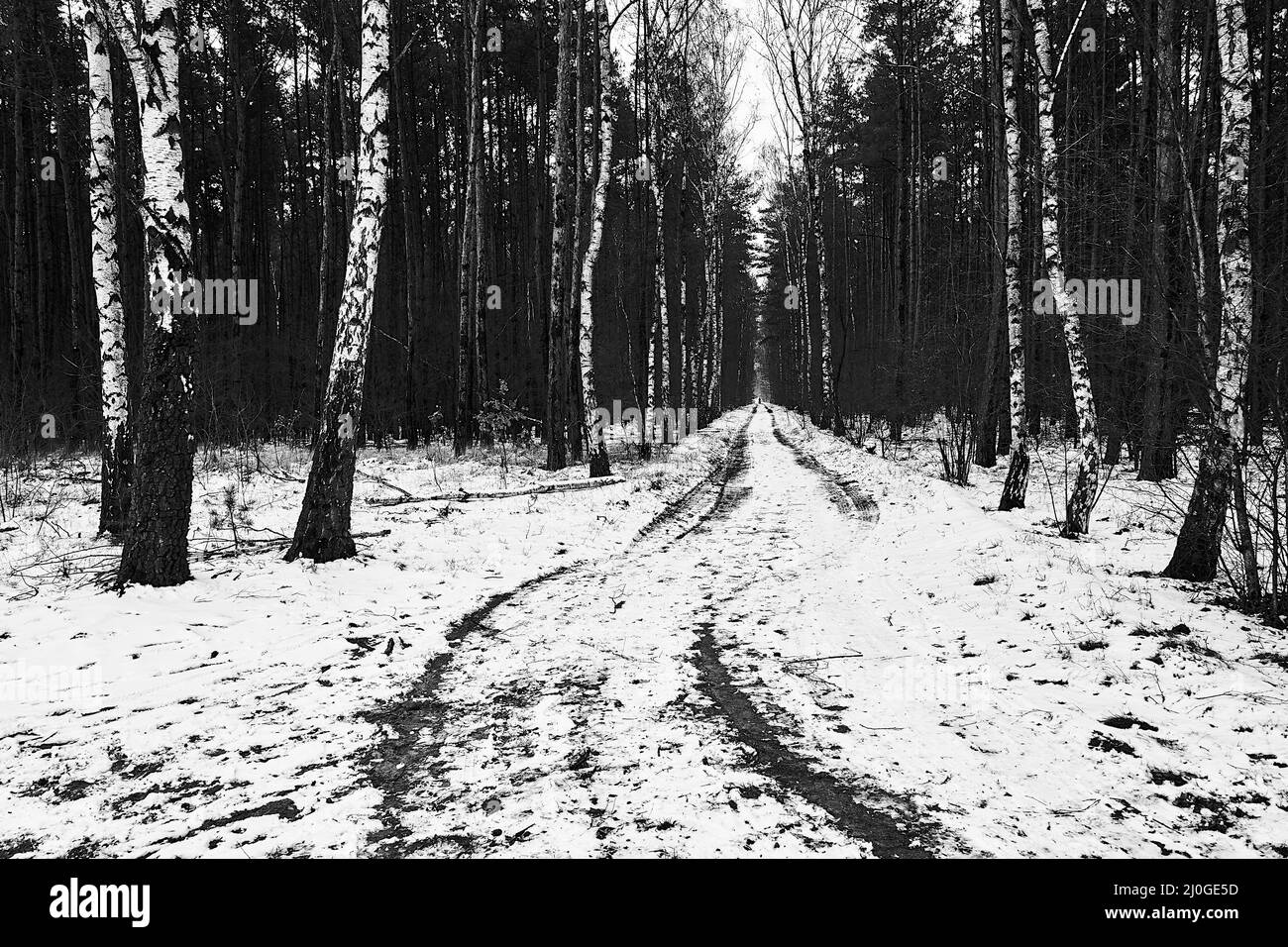 dirt road with birch trees in the forest during winter in Poland ...