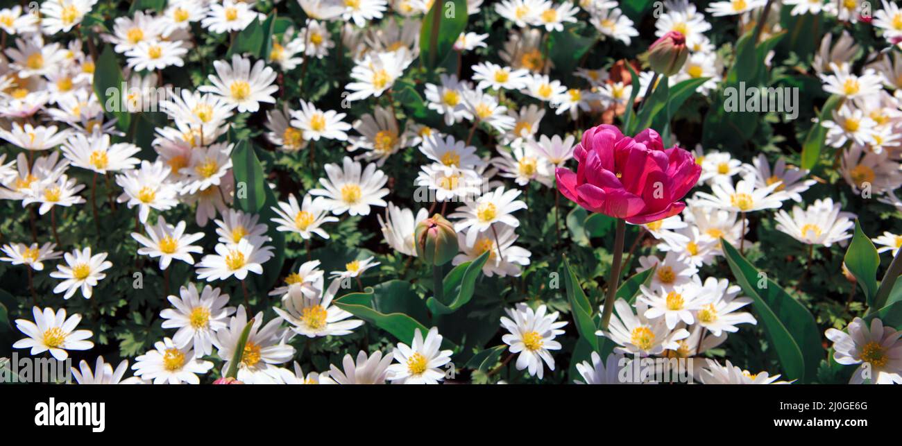 White daisy field and pink tulip. Spring background Stock Photo - Alamy