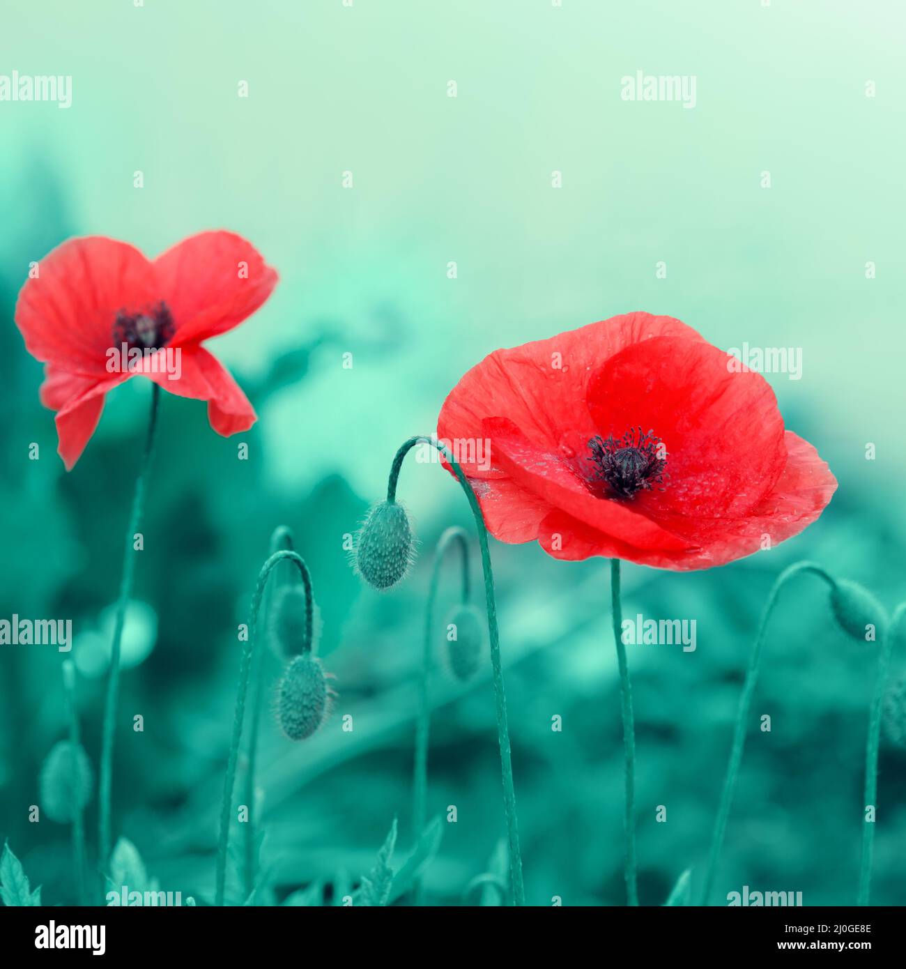 Blur flowers hi-res stock photography and images - Alamy