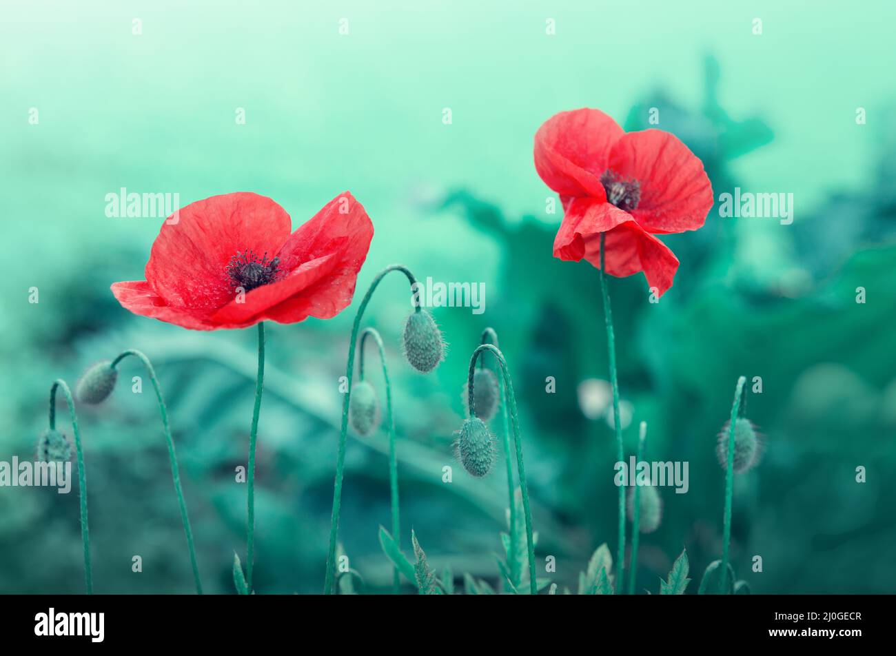 Blur poppy hi-res stock photography and images - Alamy