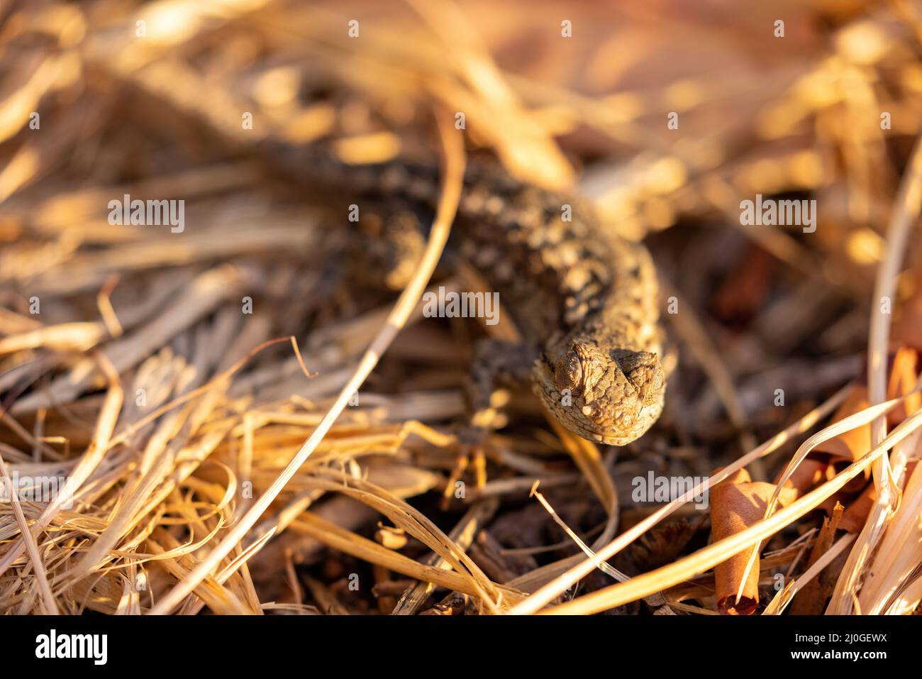 wild lizard walking along in the dry grass Stock Photo - Alamy