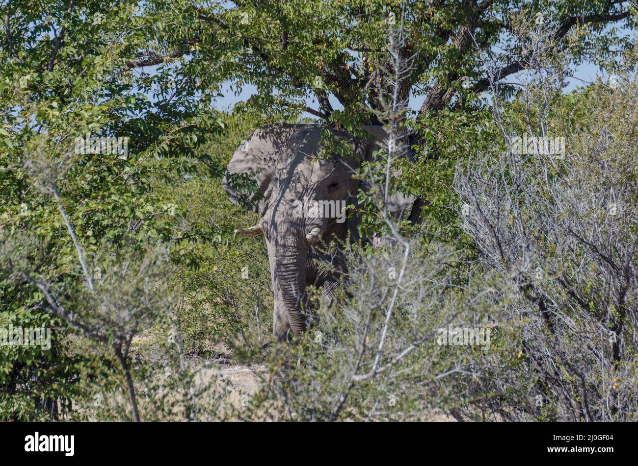 Beautiful shot of an elephant under the clear skies in South Africa ...