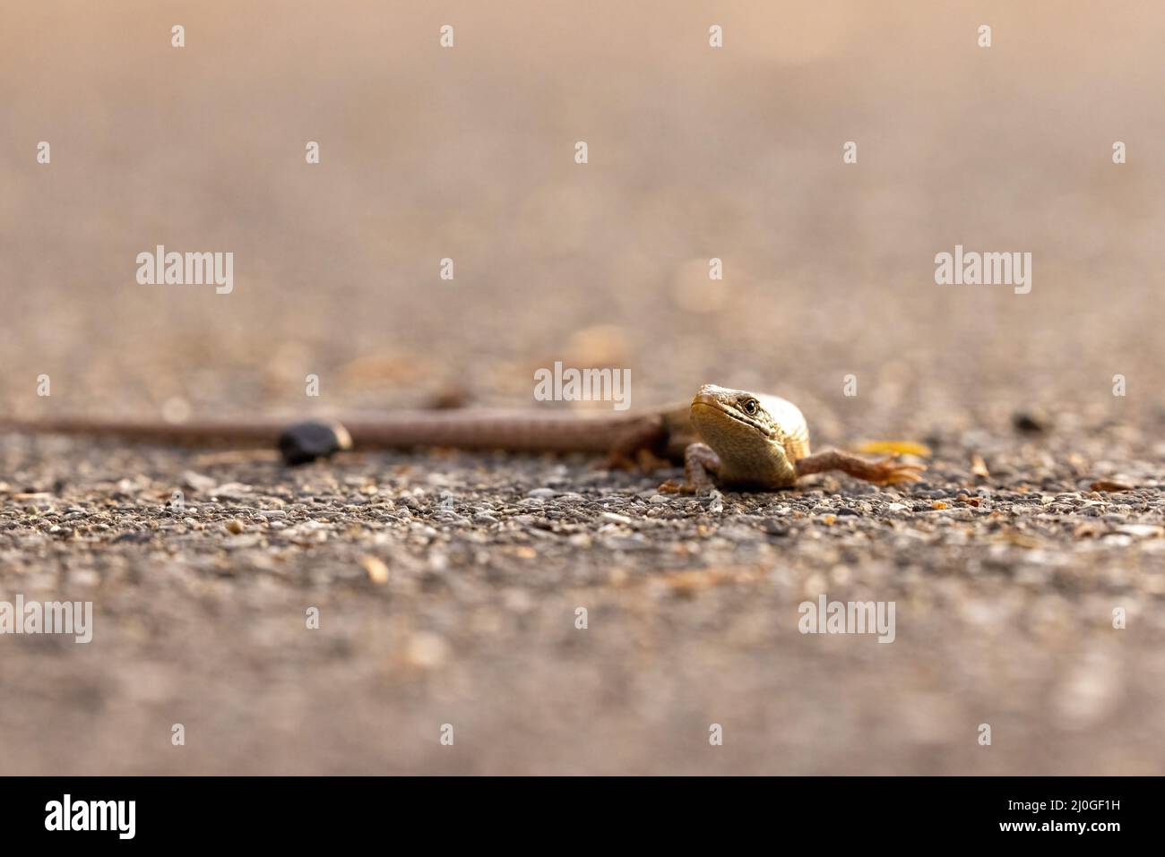 wild lizard walking along on a concrete road Stock Photo - Alamy
