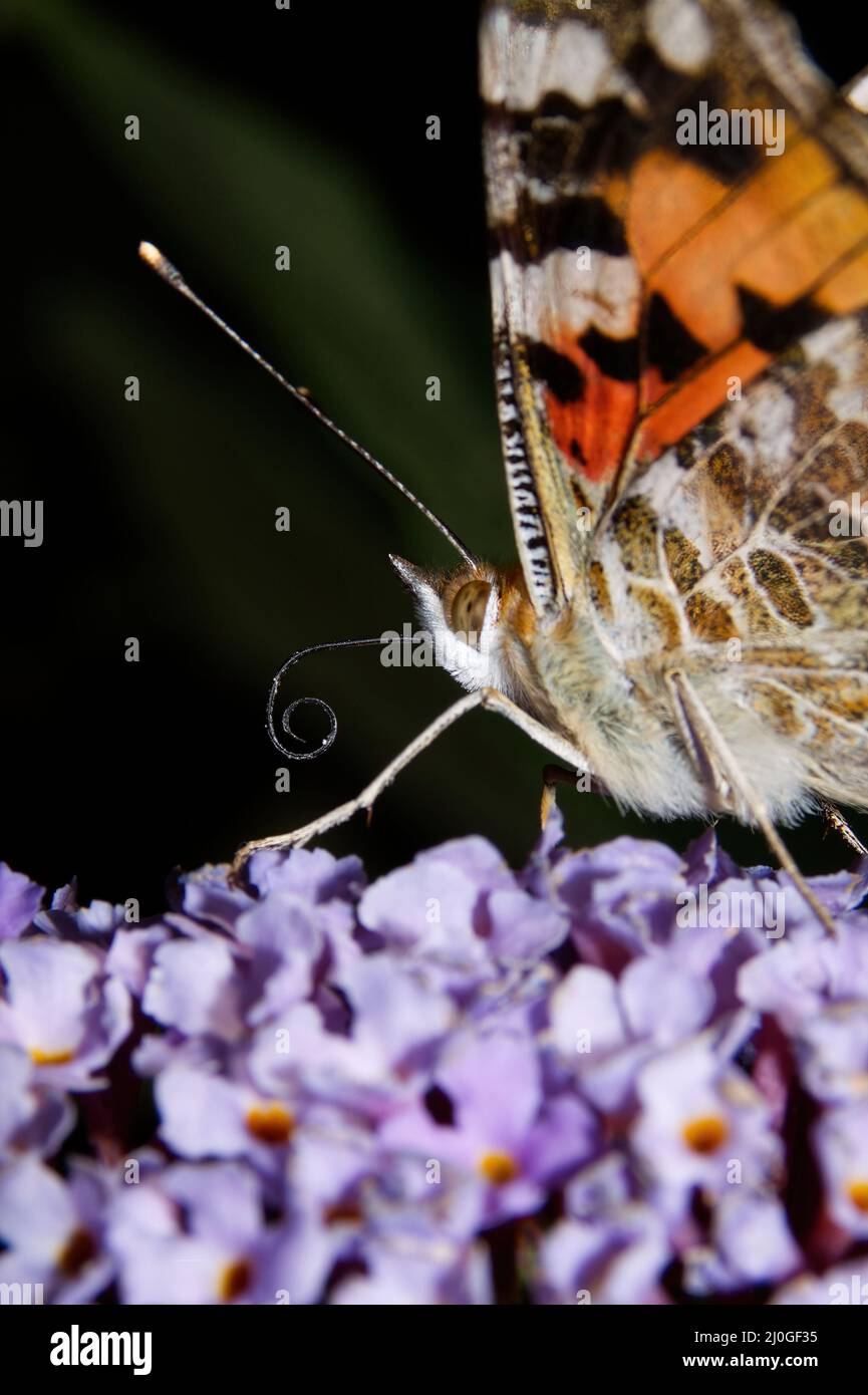 A painted lady butterfly, Vanessa cardui, resting on Buddleia, with ...