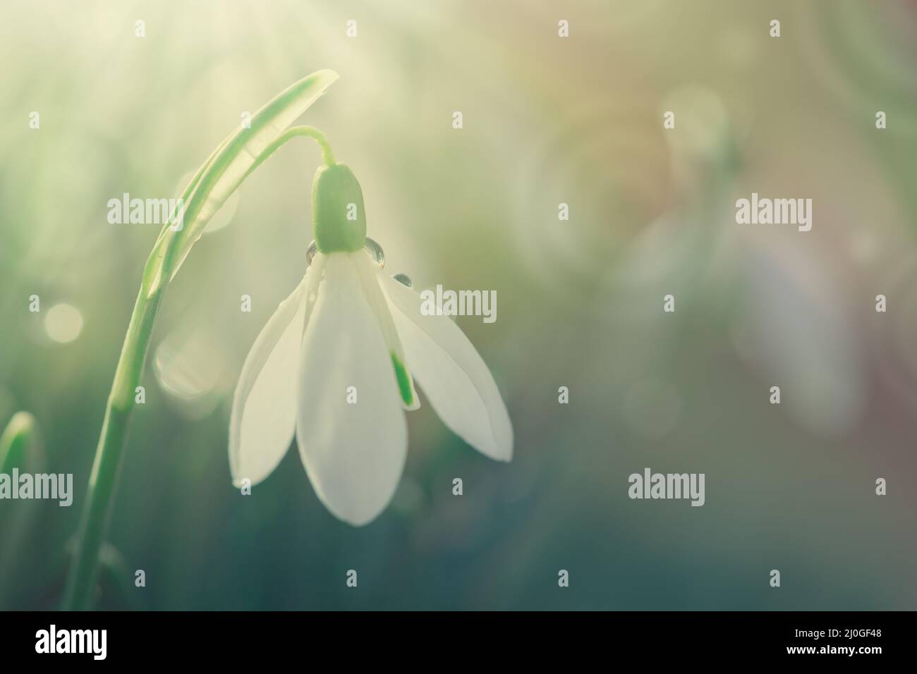 Spring snowdrops macro hi-res stock photography and images - Alamy