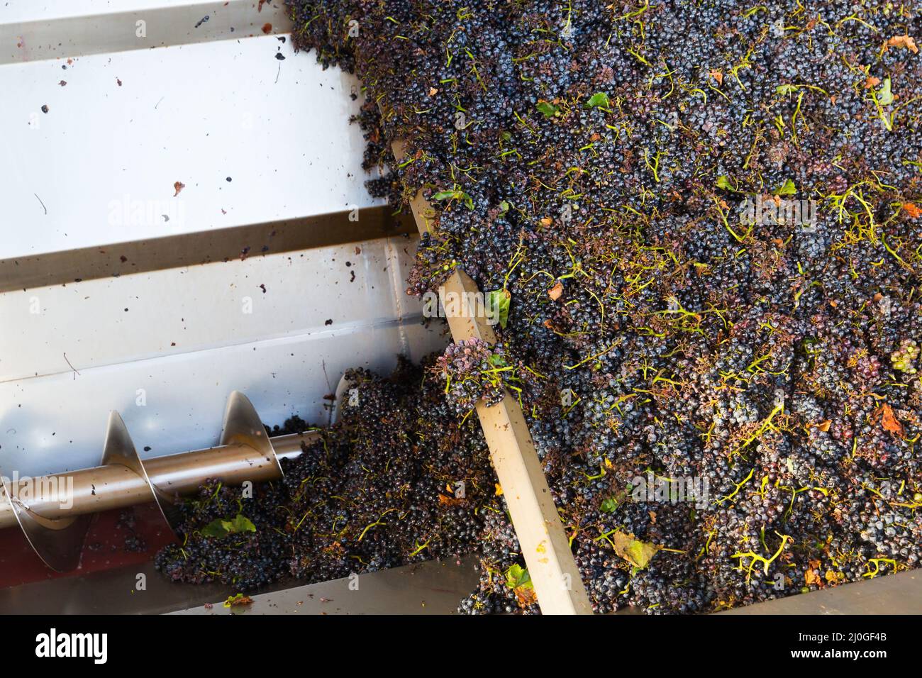 Sorting grape hi-res stock photography and images - Alamy