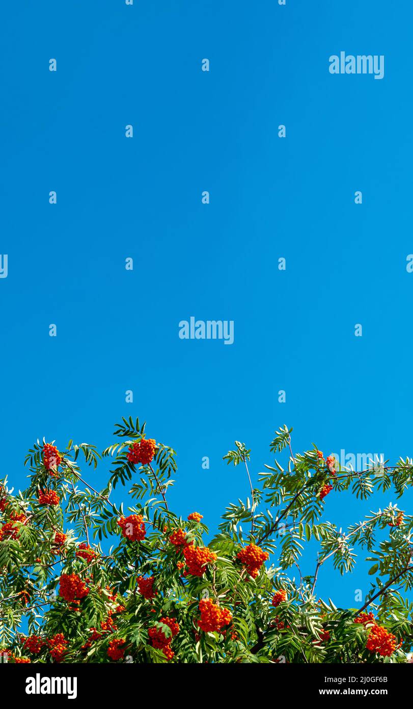 A branches of rowan with red berries background blue sky banner. Autumn ...