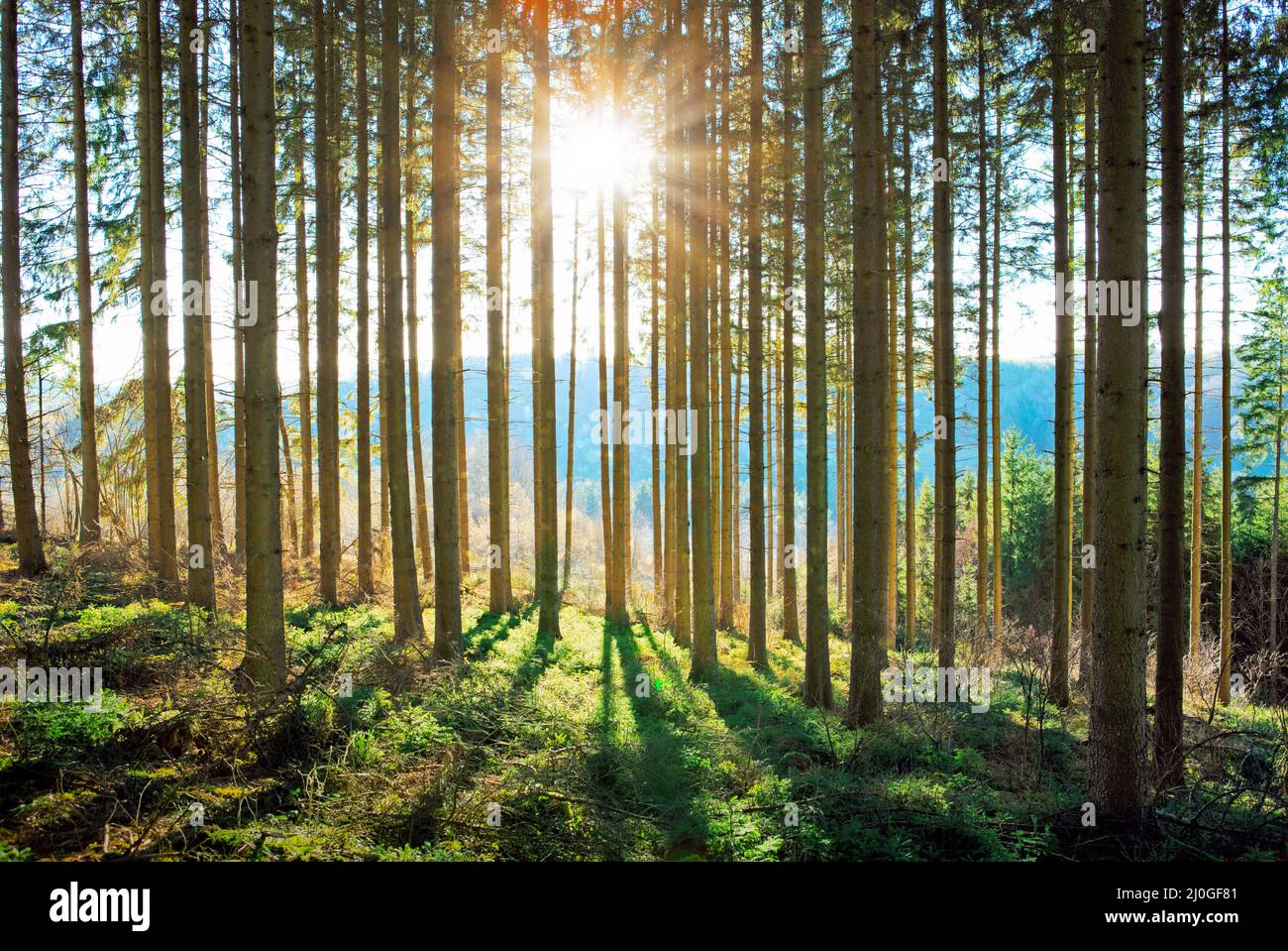 Very bright sunlight sunshine sunny hi-res stock photography and images ...