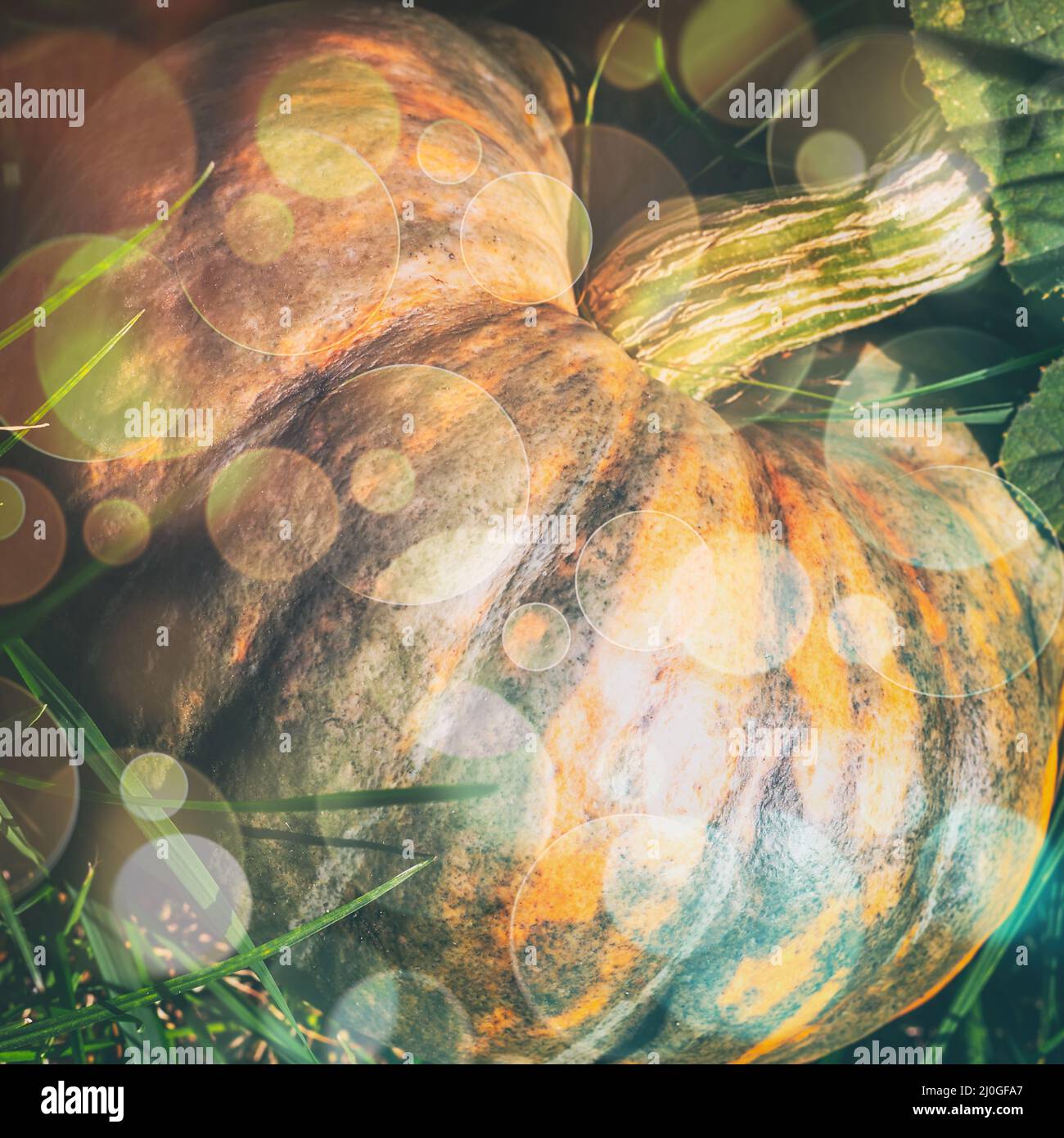 Large ripe pumpkin close-up with bokeh effect Stock Photo - Alamy