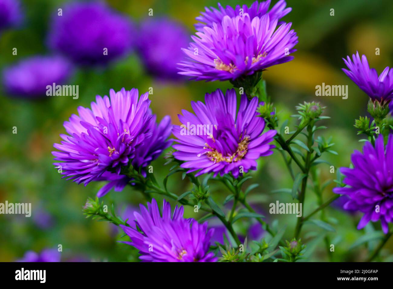 Meadow flower hi-res stock photography and images - Alamy