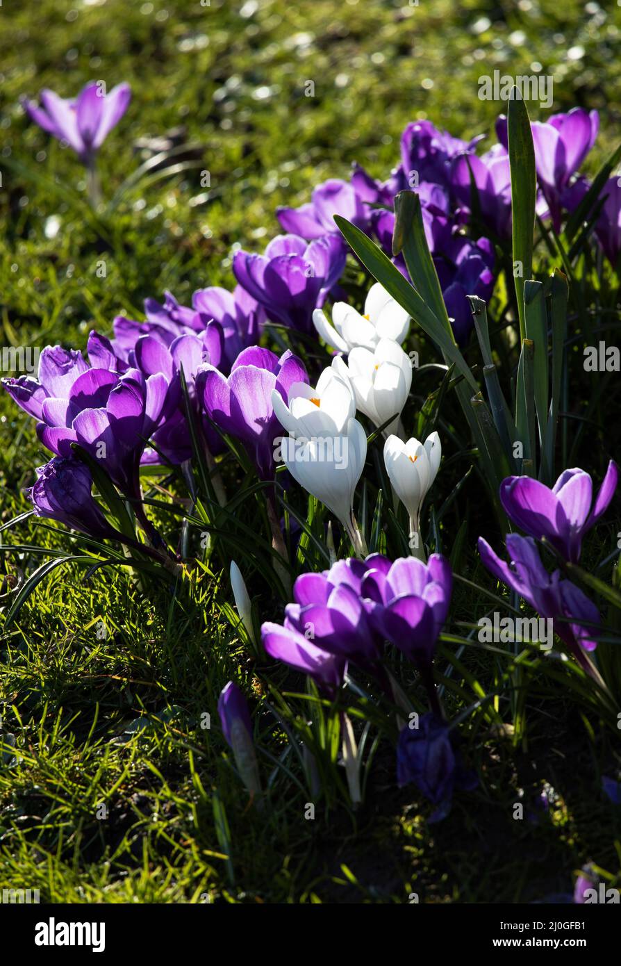 Widely planted by gardeners for their bright colours at the onset of ...