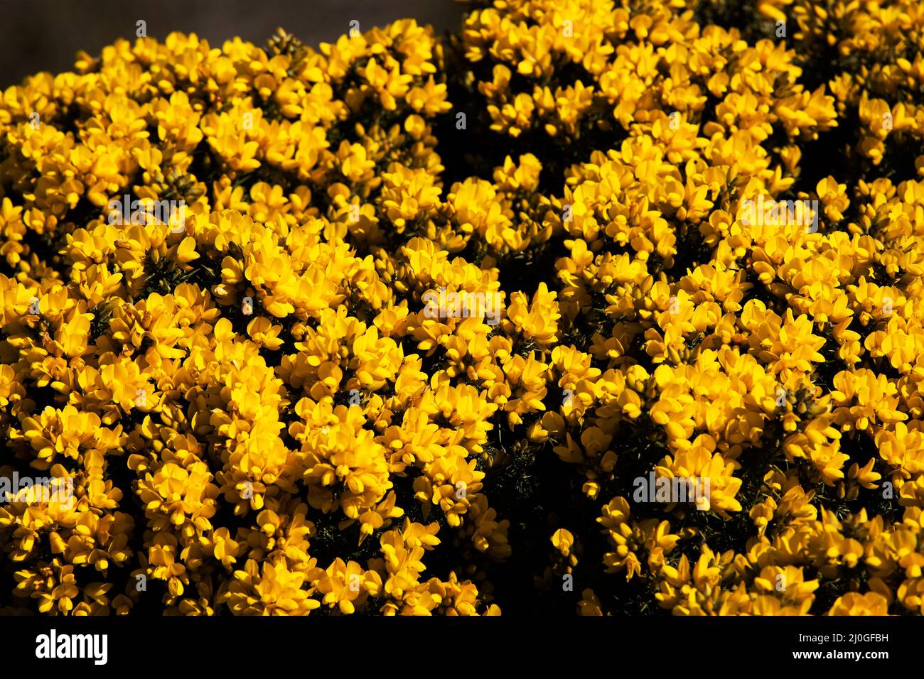 In spring the Gorse or Furze along the coastal cliffs burst in a ...