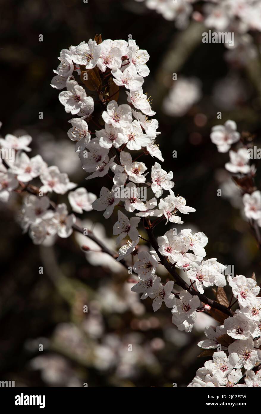 Planted more for attractive and delicate early spring flowers, rather ...