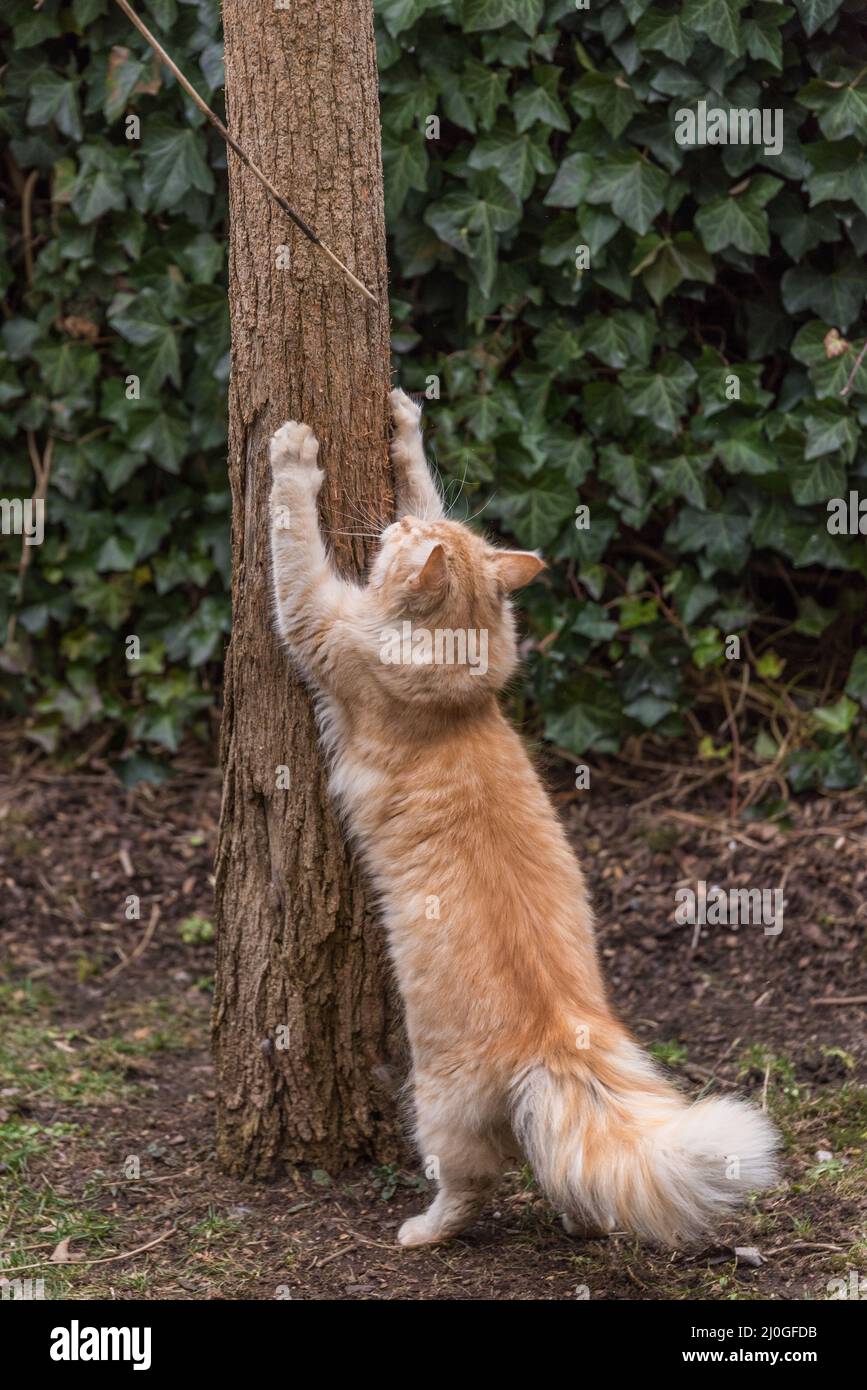 Claws of a hi-res stock photography and images - Alamy