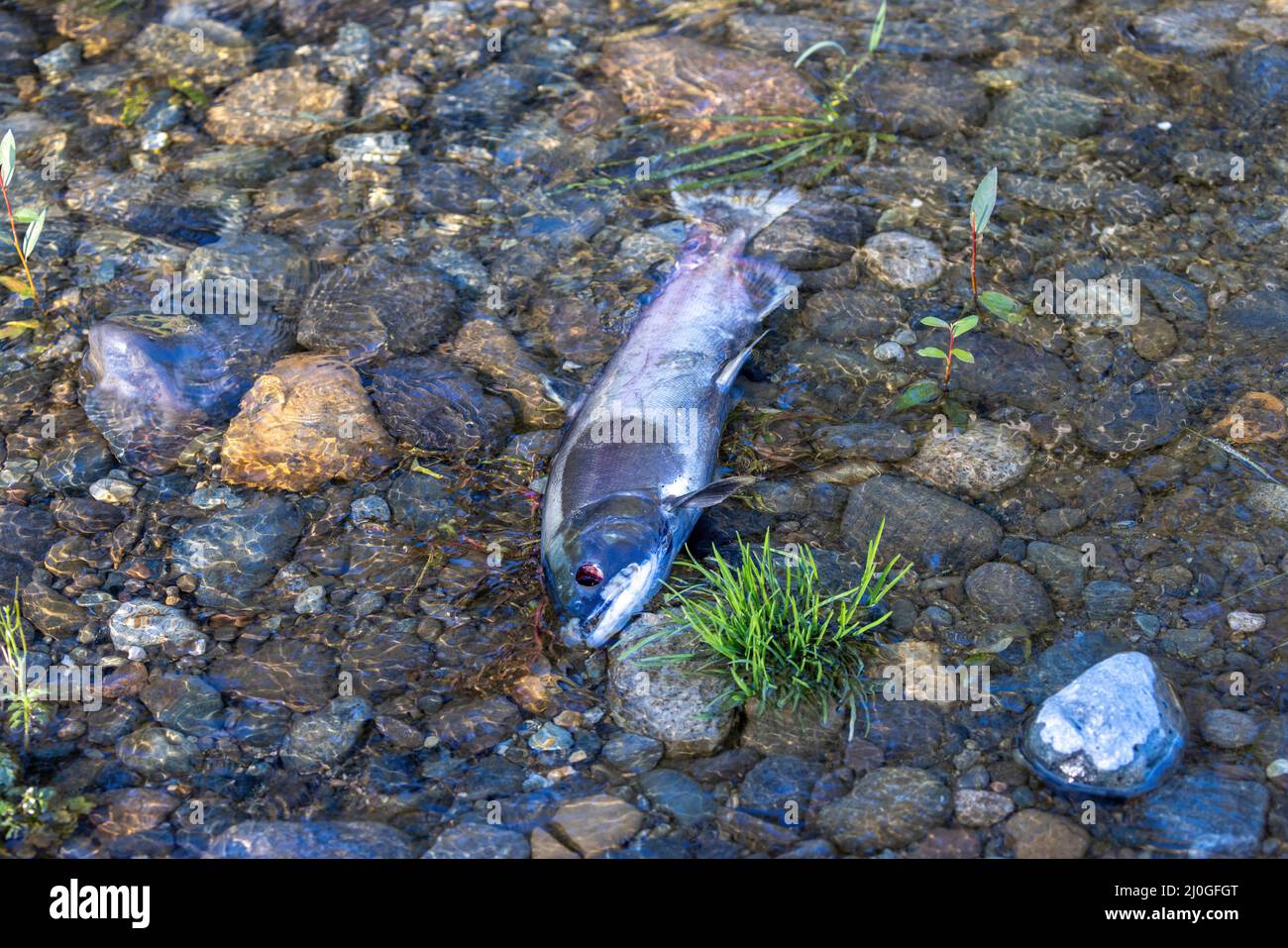 dead fish carcass laying on the bank of a river Stock Photo - Alamy