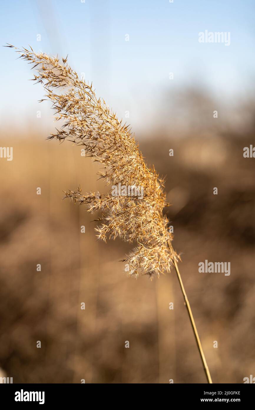 Vertical shot of a reed plant in the field Stock Photo - Alamy