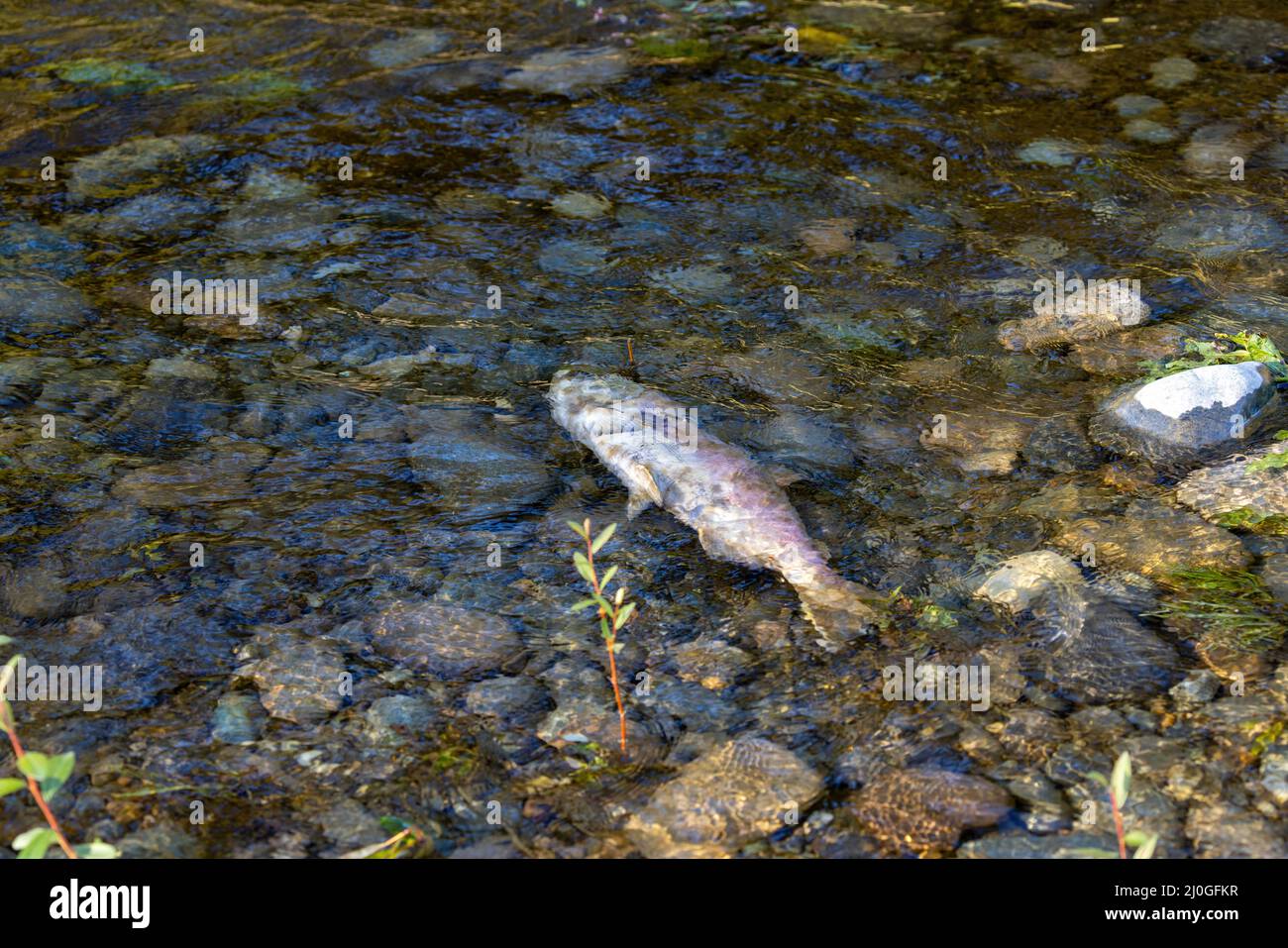dead fish carcass laying on the bank of a river Stock Photo - Alamy