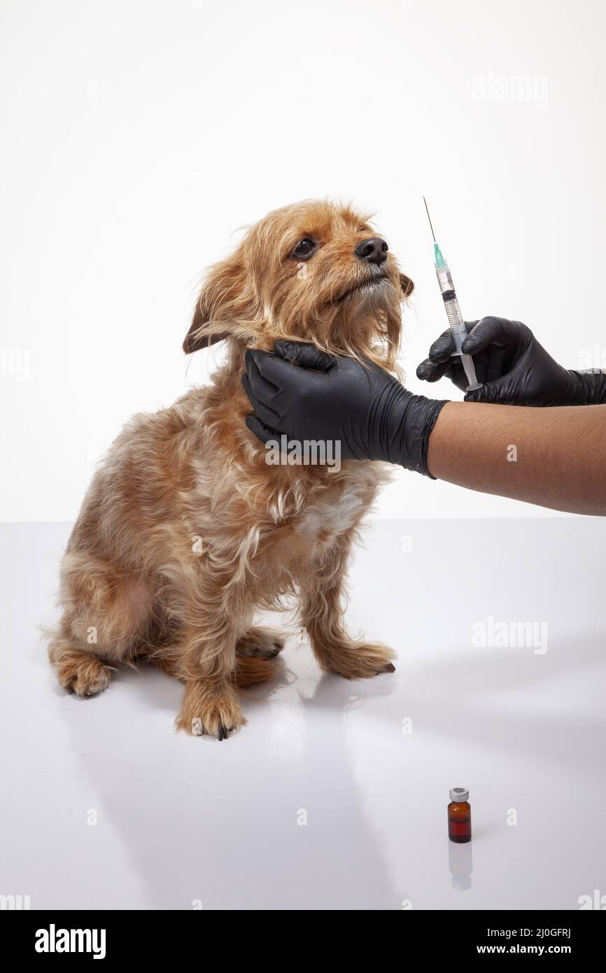 Beautiful shot dog vet hi-res stock photography and images - Alamy