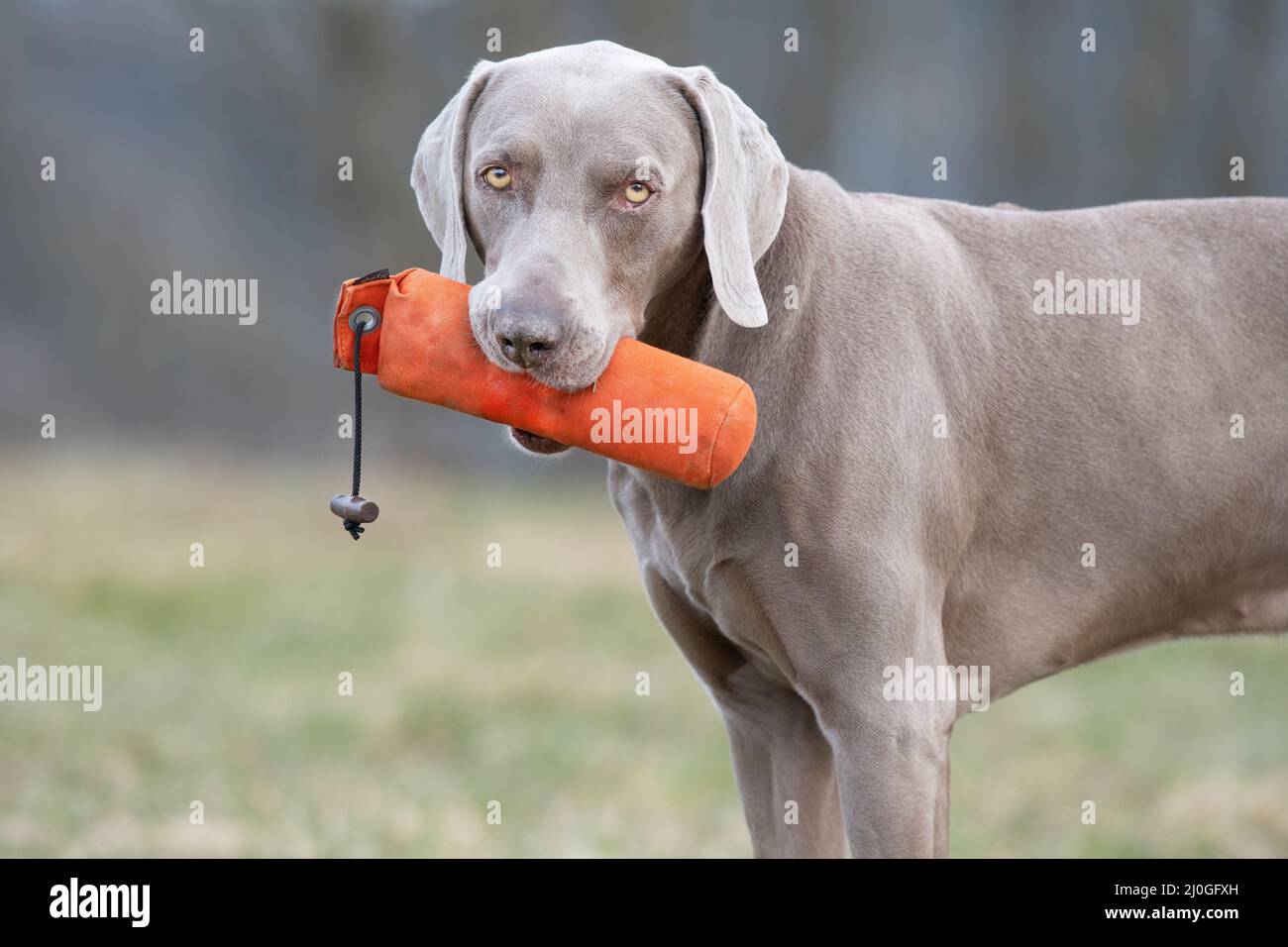 Animal dummy hi-res stock photography and images - Alamy