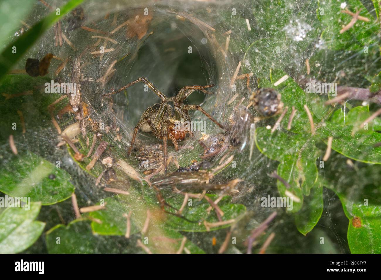 A labyrinth spider Agelena labyrinthica at the entrance to its funnel ...