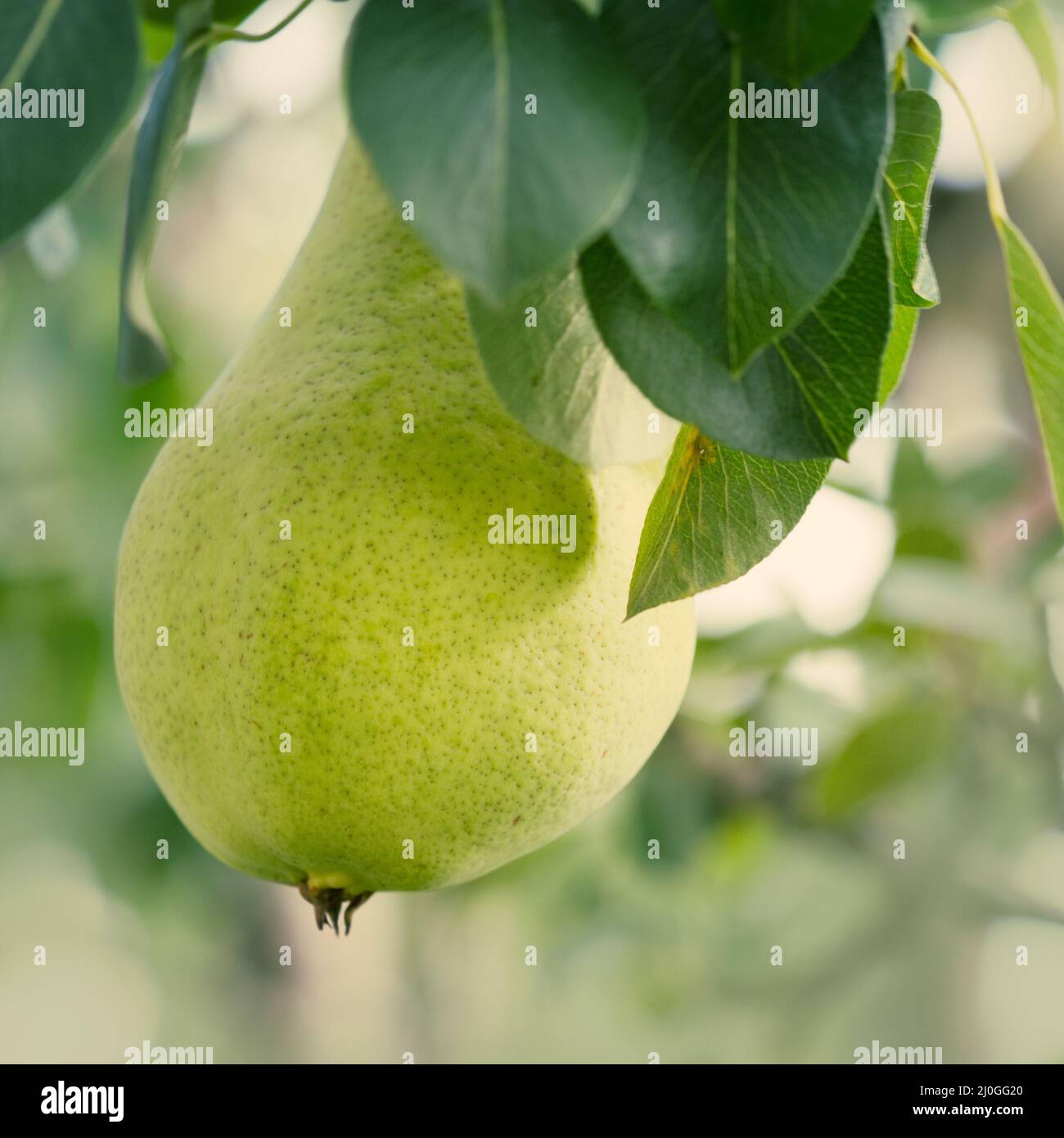 Big juicy yellow pear growing on a tree branch Stock Photo - Alamy