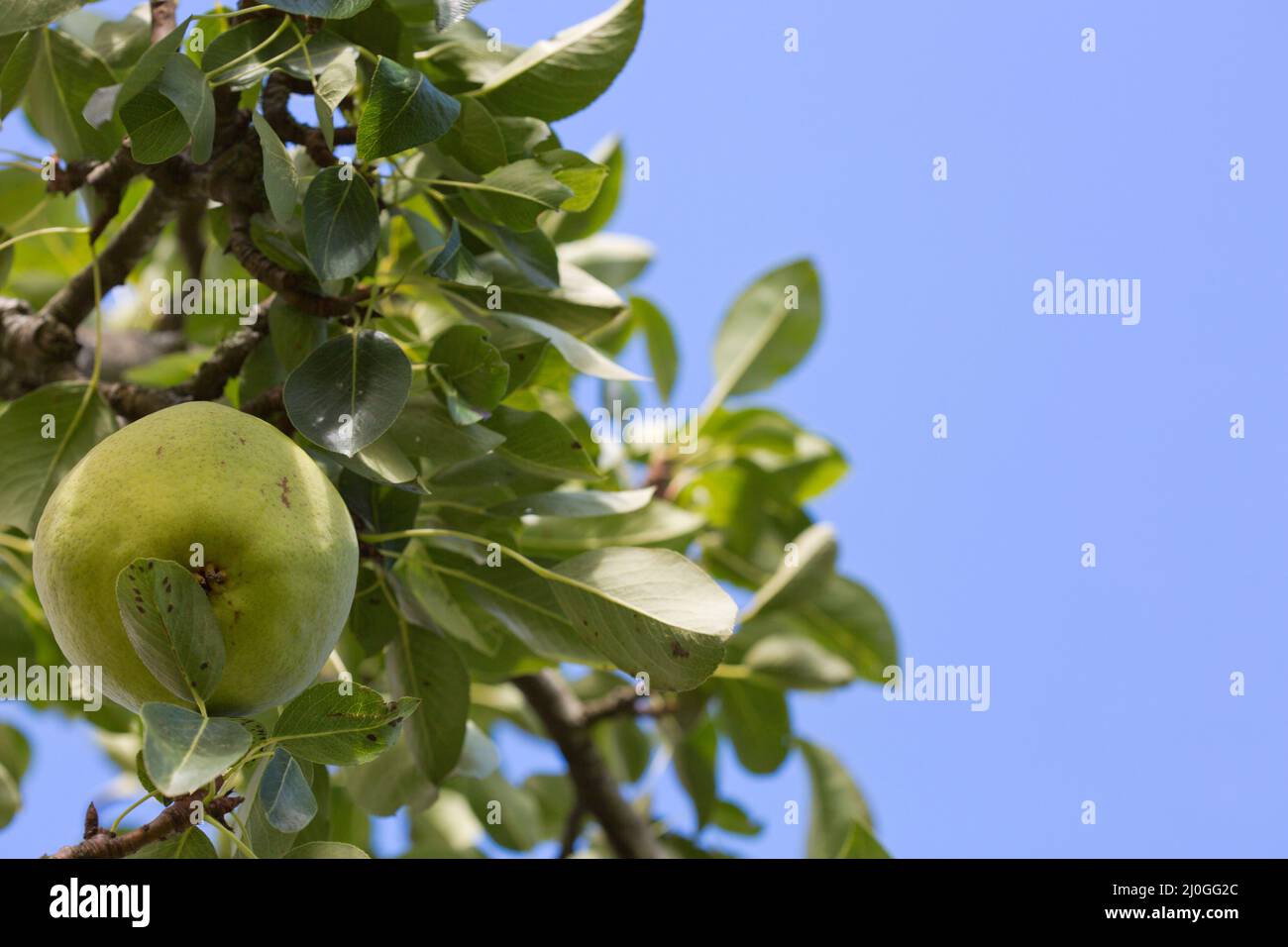 Big juicy yellow pear growing on a tree branch Stock Photo - Alamy