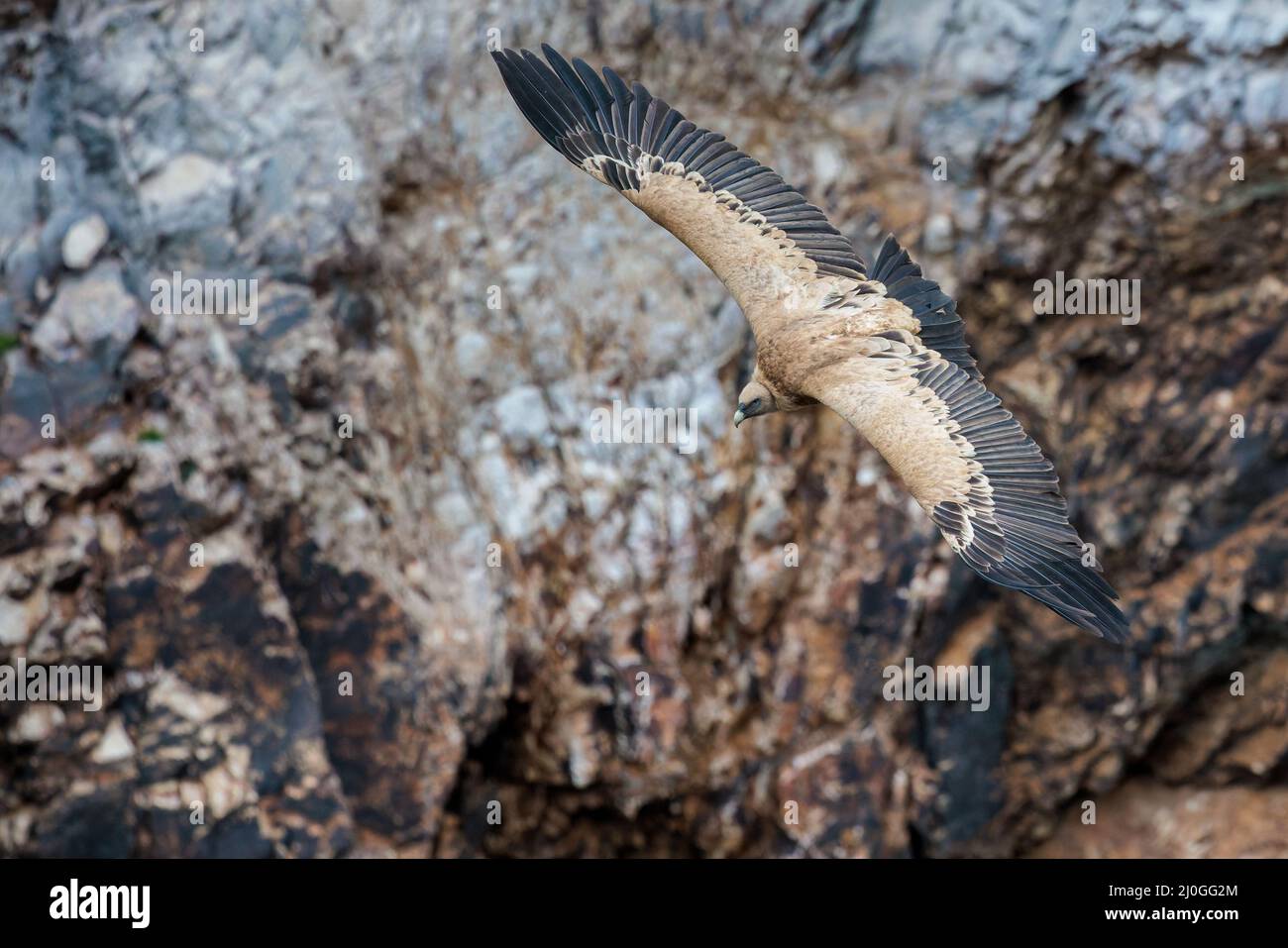 Griffon Vulture. Bird in flight Stock Photo - Alamy