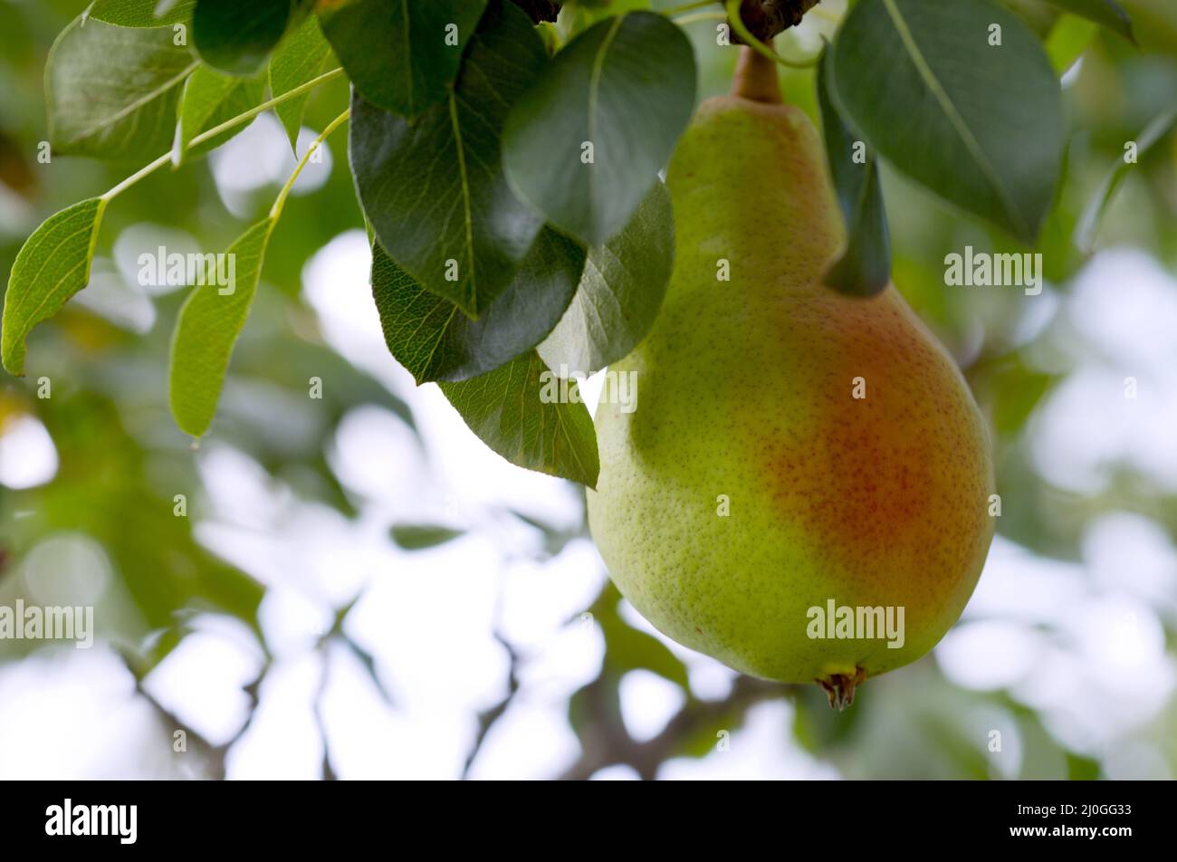 Big juicy yellow pear growing on a tree branch Stock Photo - Alamy