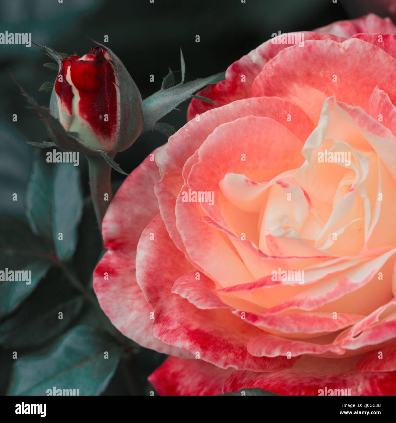 Close up of rosebud hi-res stock photography and images - Alamy