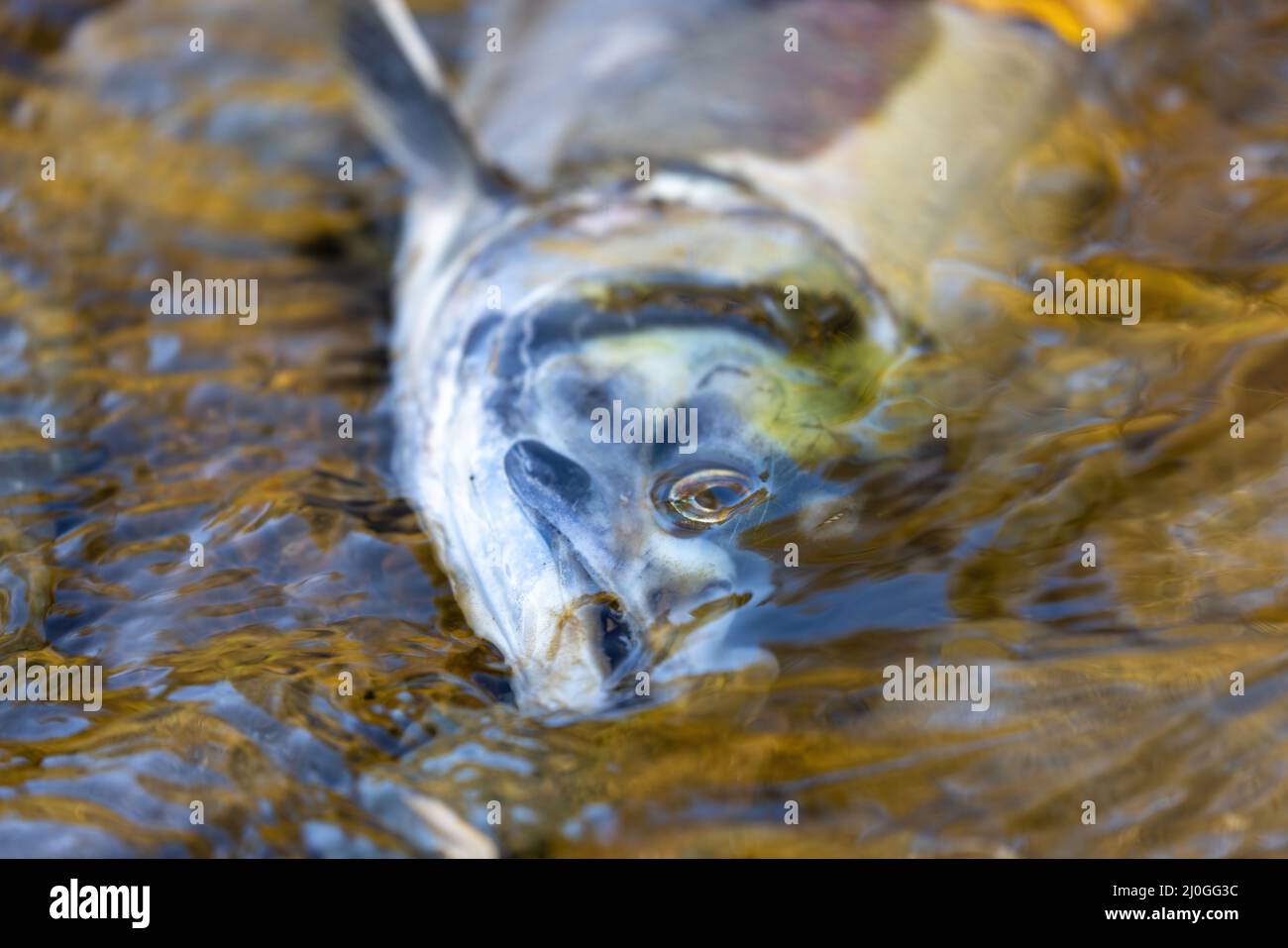 dead fish carcass laying on the bank of a river Stock Photo - Alamy