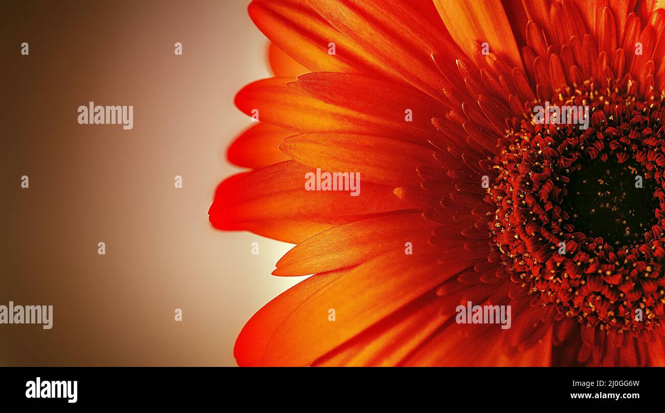 Close up beautiful bright flower hi-res stock photography and images ...