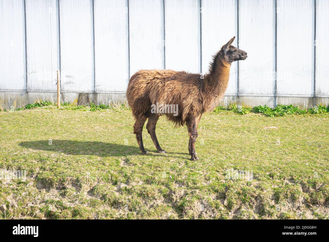 Lama spitting hi-res stock photography and images - Alamy